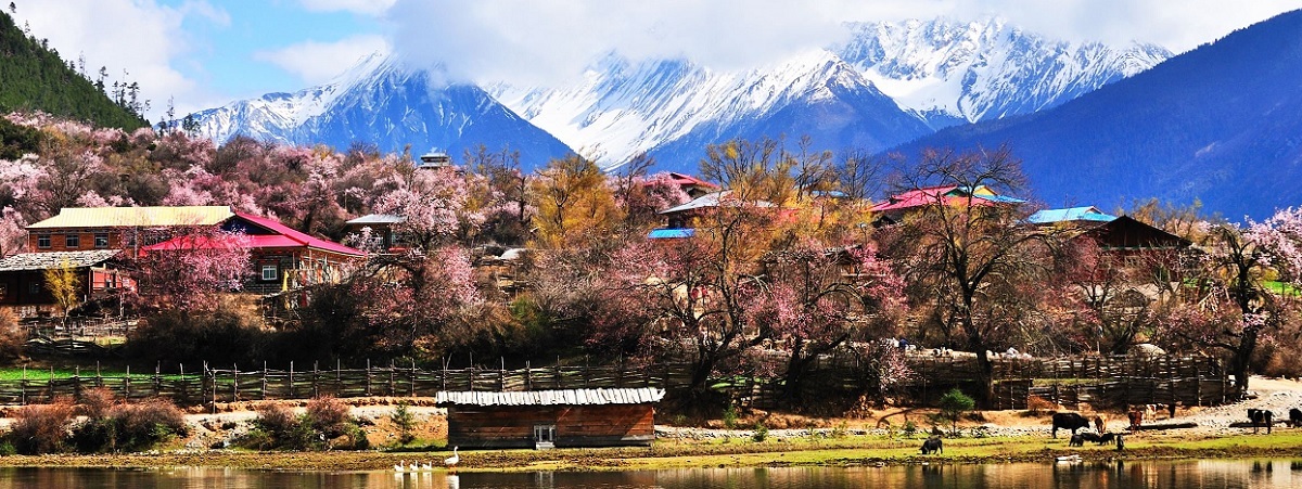 Nyingchi Travel Guide I Visit Nyingchi