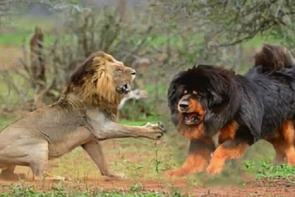 Tibetan Mastiff - Fierce Dogs Originating in Tibet