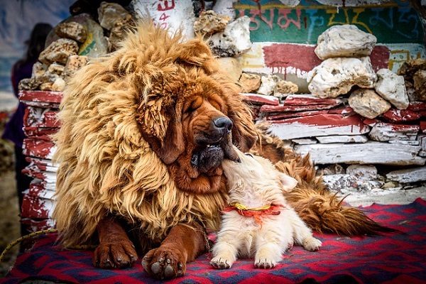 Tibetan Mastiff - Fierce Dogs Originating in Tibet