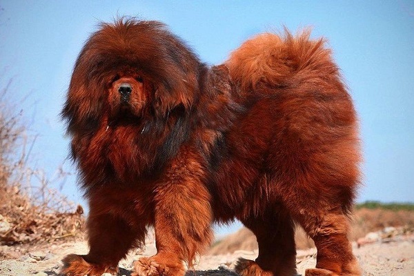Tibetan Mastiff - Fierce Dogs Originating in Tibet