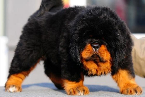 Tibetan Mastiff - Fierce Dogs Originating in Tibet
