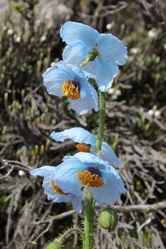 Top 10 Common Wild Flowers on Tibetan Plateau