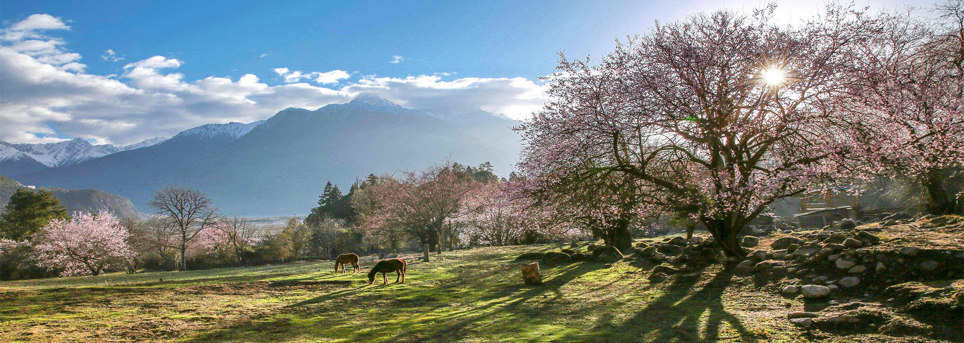 Nyingchi Travel Guide I Visit Nyingchi